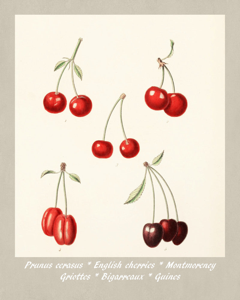 Cherry Print Vintage Botanical Illustration Poster Art – GalleryThane