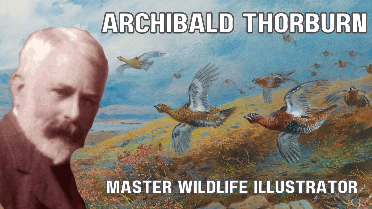 Archibald Thorburn: The Legacy of a Master Wildlife Illustrator ...