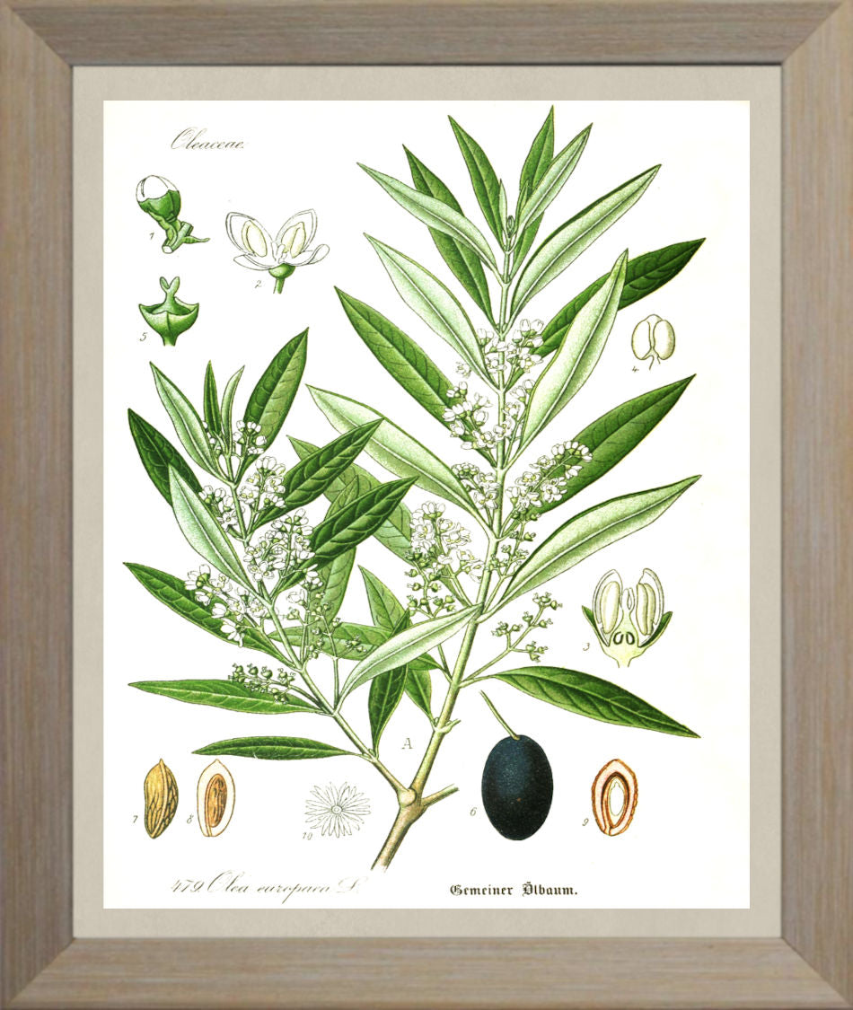 Olive Print | Vintage Botanical Sketch | Plant Illustration – GalleryThane