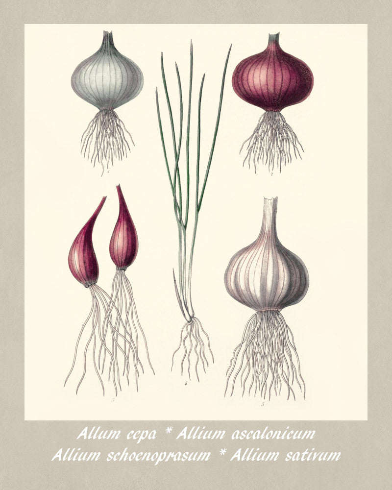 Onions Print Vintage Botanical Illustration Poster Art – GalleryThane