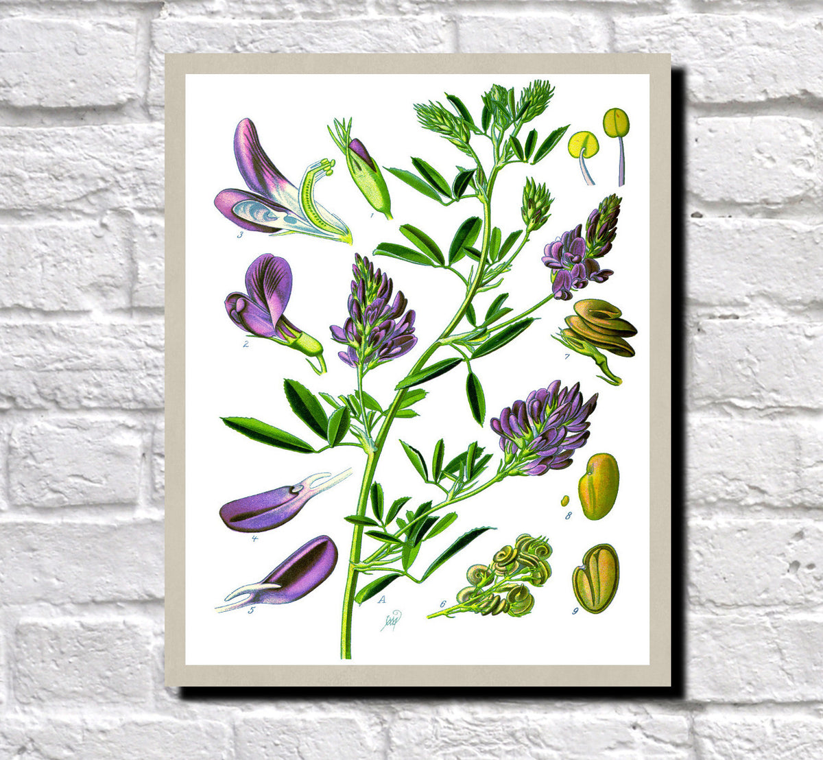 Alfalfa Print Vintage Book Plate Art Botanical Illustration – GalleryThane
