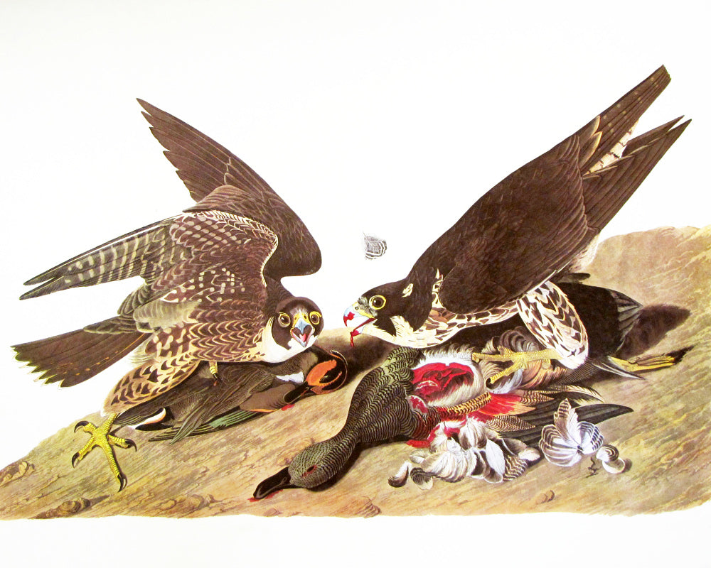 Great Footed Hawk Illustration Print Vintage Bird Sketch Art 0407 ...