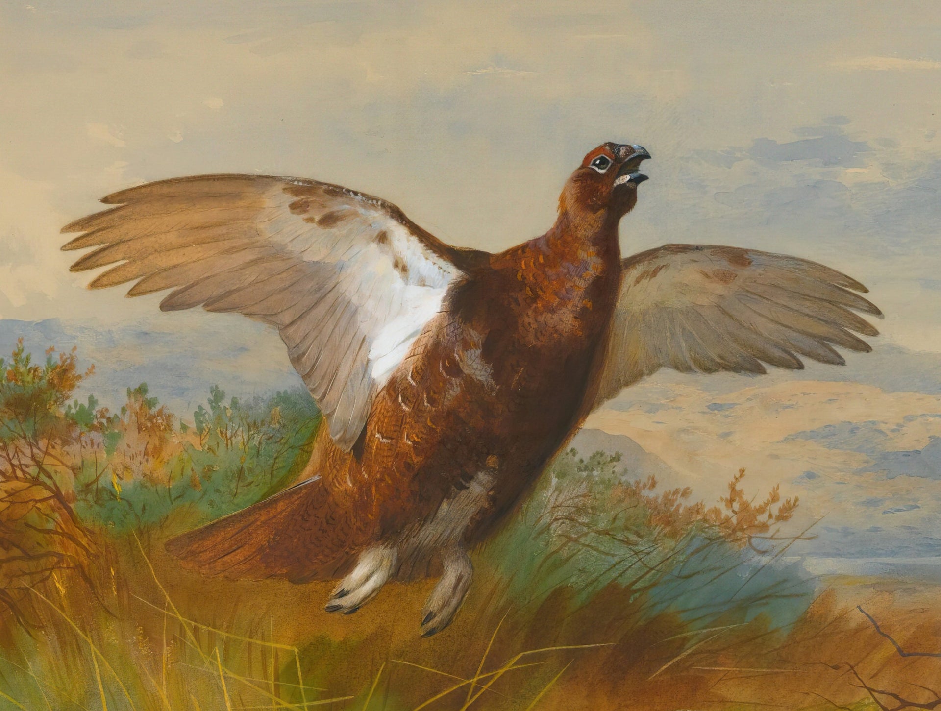 Red Grouse In Flight, Archibald Thorburn, Birds Print – GalleryThane
