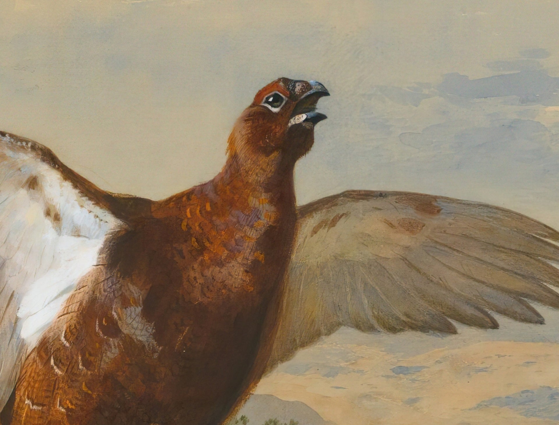 Red Grouse In Flight, Archibald Thorburn, Birds Print – GalleryThane
