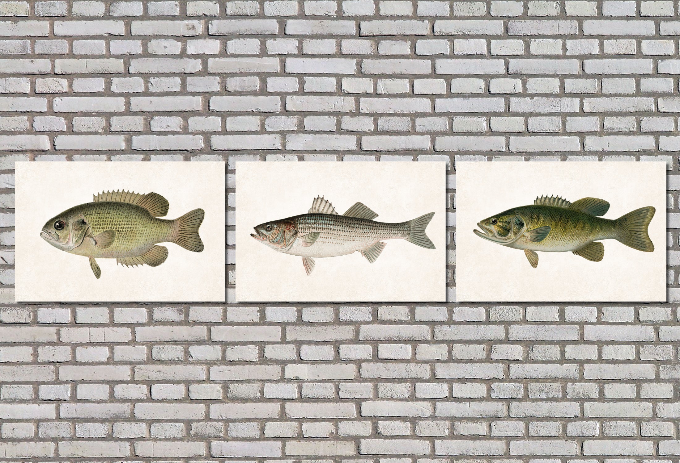 Bass Fishing Prints Set 3 Angling Wall Art 0597 – GalleryThane