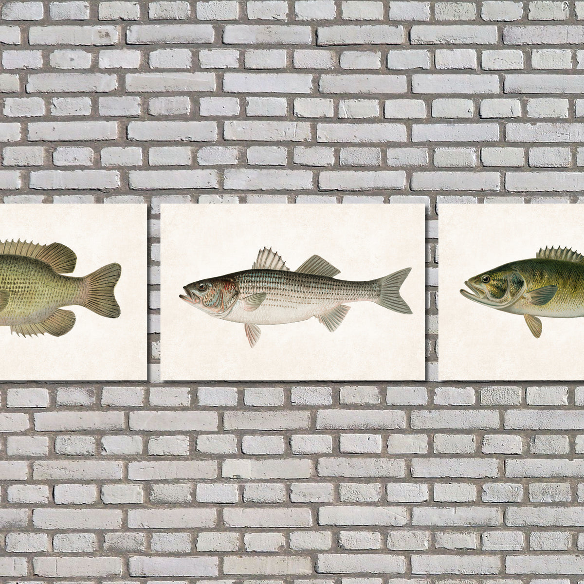 Bass Fishing Prints Set 3 Angling Wall Art 0597 – GalleryThane