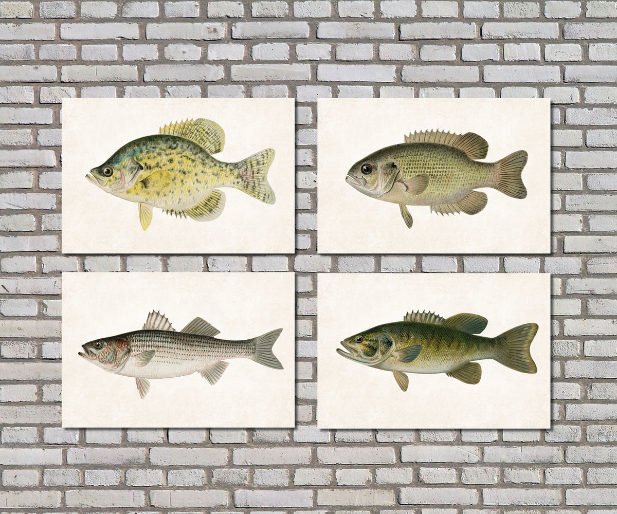 Bass Fishing Prints Set 4 Angling Wall Art 0596 – GalleryThane