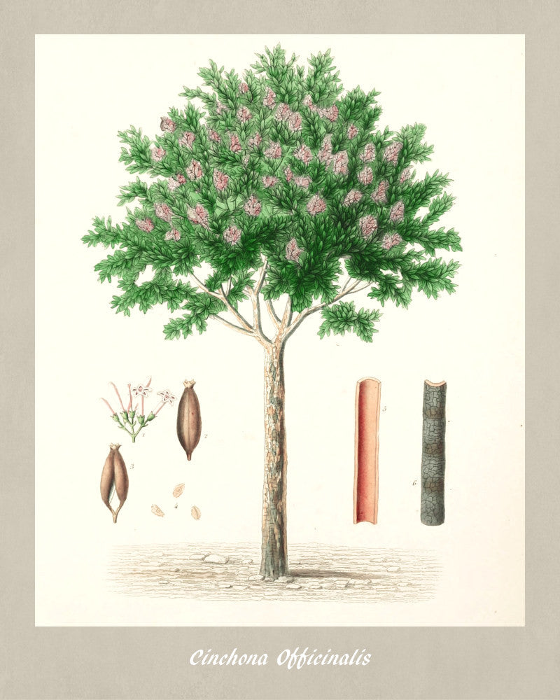 Quinine Print Vintage Botanical Illustration Poster Art – GalleryThane